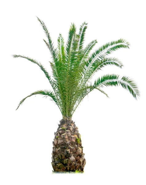Cycads Stock Photos, Royalty Free Cycads Images | Depositphotos