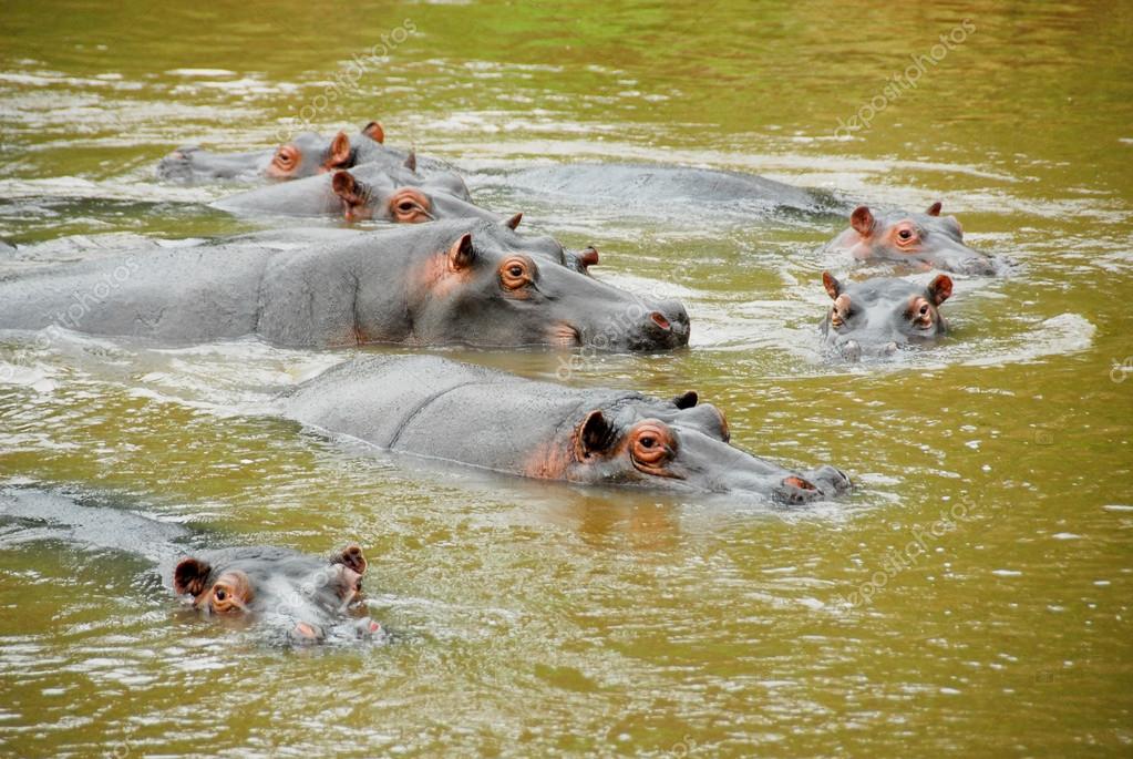 Hipona Río Ishasha Parque Nacional Reina Isabel Uganda Fotografía