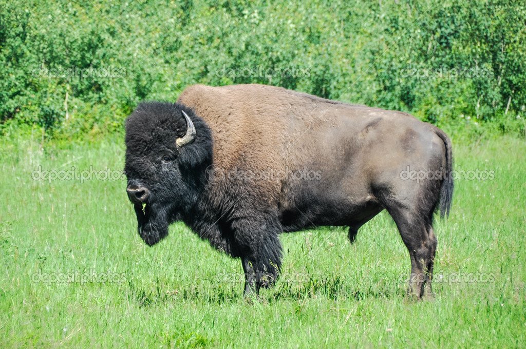 Bisonte de las llanuras del Parque Nacional Elk Island en Alberta ...