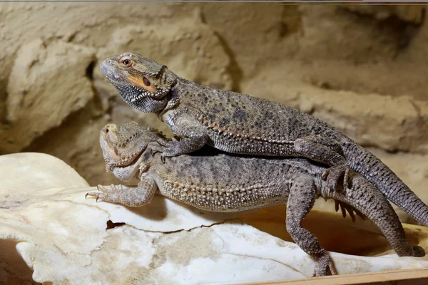 Bearded dragon family Stock Photos, Royalty Free Bearded dragon family ...