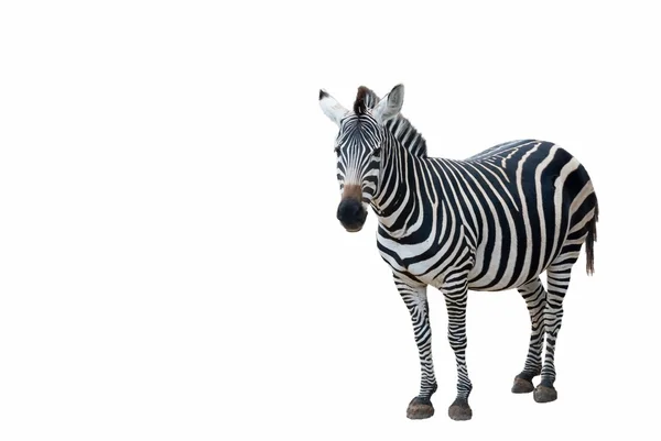 Zebra de pé imágenes de stock de arte vectorial | Depositphotos