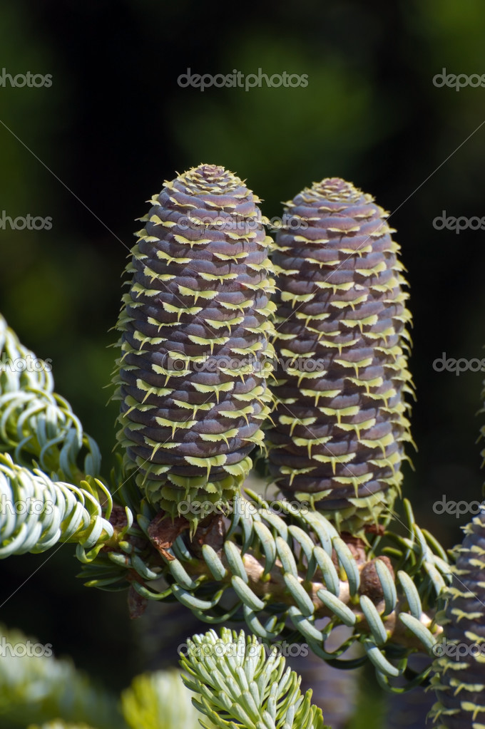 Spruce cones Stock Photo by ©PavelS 30124543