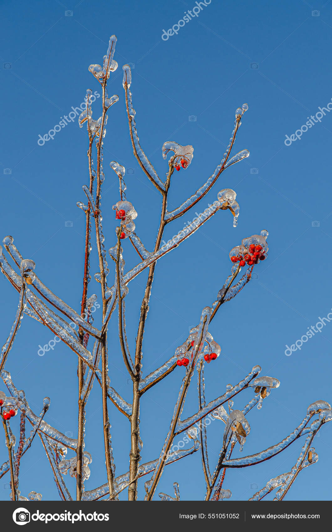 Twigs Tree Encased Ice Freezing Rain Storm — Stock Photo © PavelS ...