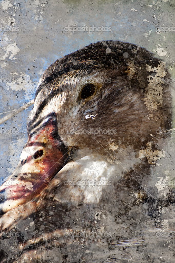 Artistic portrait with textured background, duck head — Stock Photo ...