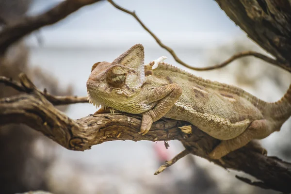 Chameleon, scaly lizard Stock Photo by ©outsiderzone 50218195