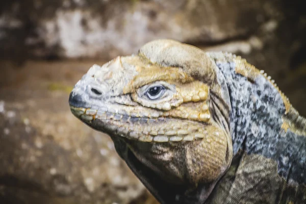 Reptile, scaly lizard Stock Photo by ©outsiderzone 50218237