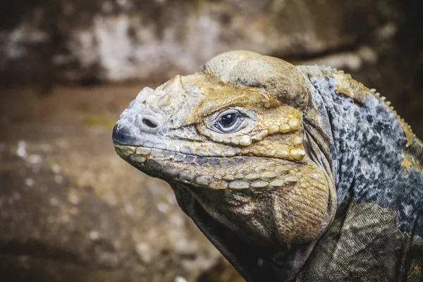 Reptile, scaly lizard Stock Photo by ©outsiderzone 50218237