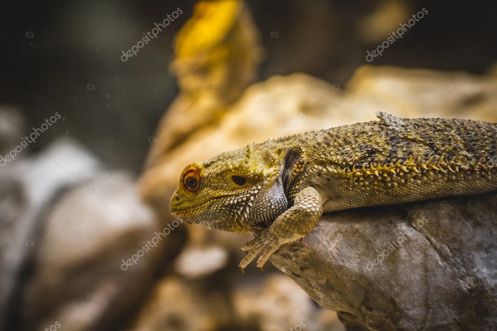 Scaly lizard Stock Photo by ©outsiderzone 50217909
