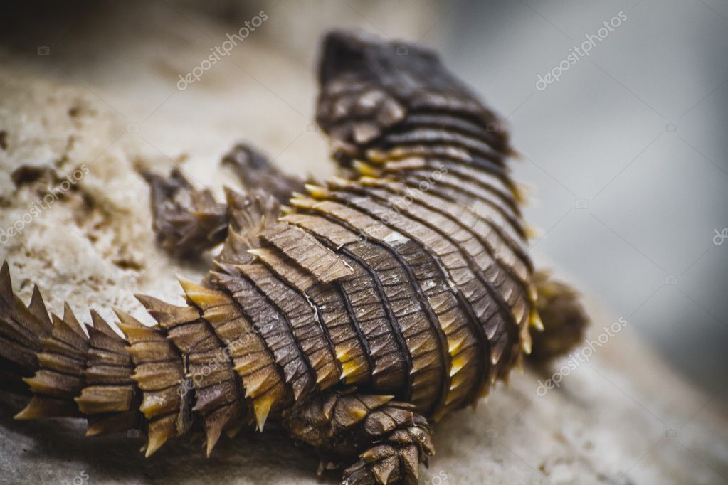 Scaly lizard Stock Photo by ©outsiderzone 50217929