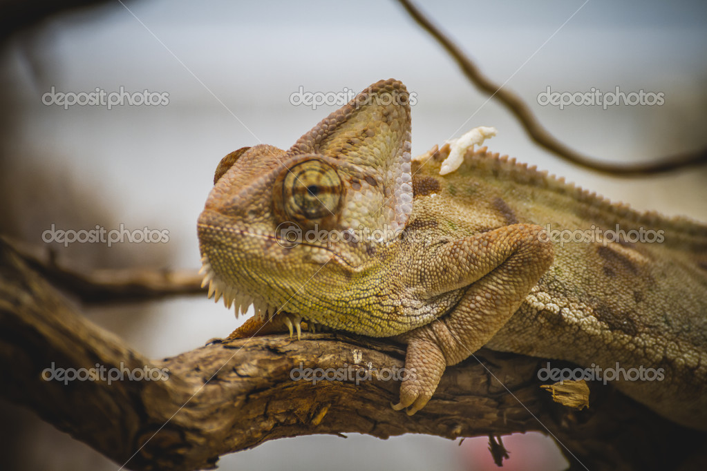 Reptile, scaly lizard Stock Photo by ©outsiderzone 50218093