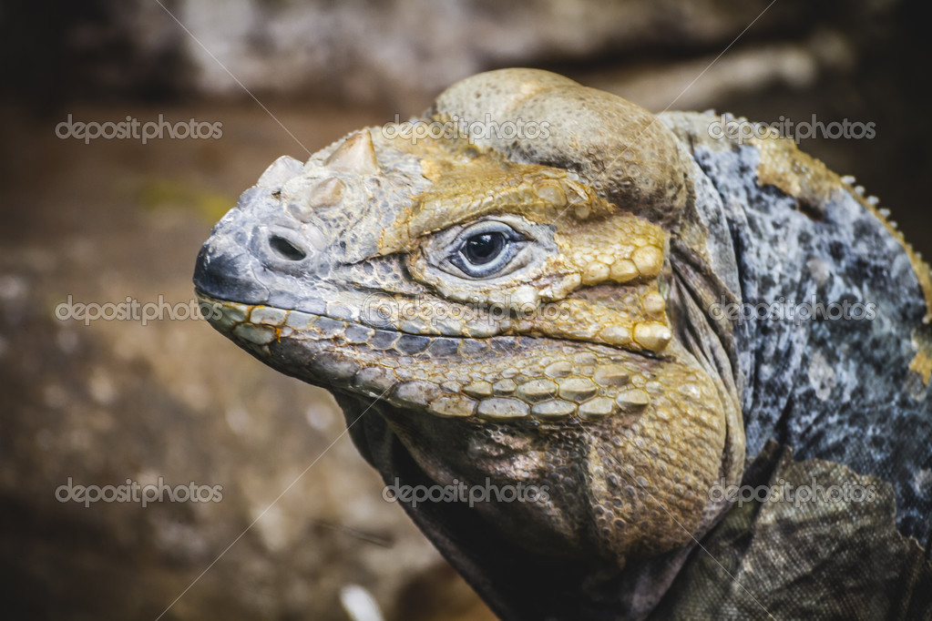 Reptile, scaly lizard Stock Photo by ©outsiderzone 50218237