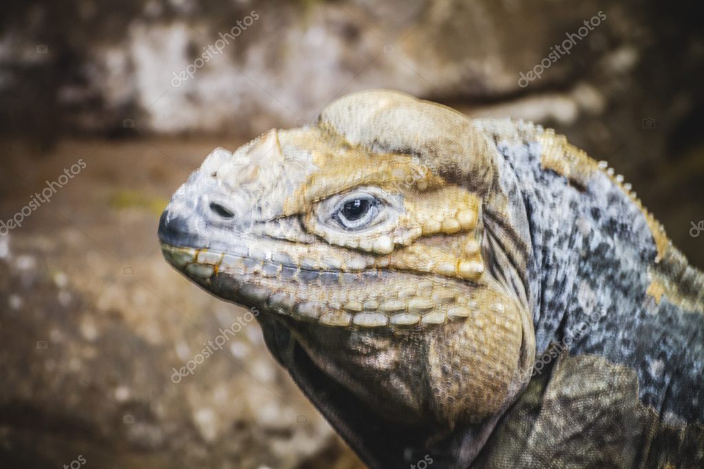 Reptile, scaly lizard Stock Photo by ©outsiderzone 50218265
