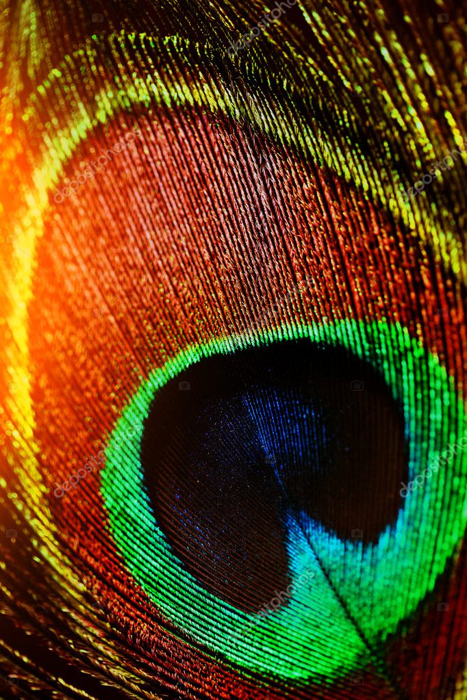 Colorful peacock feathers background — Stock Photo © Balkonsky #43945335