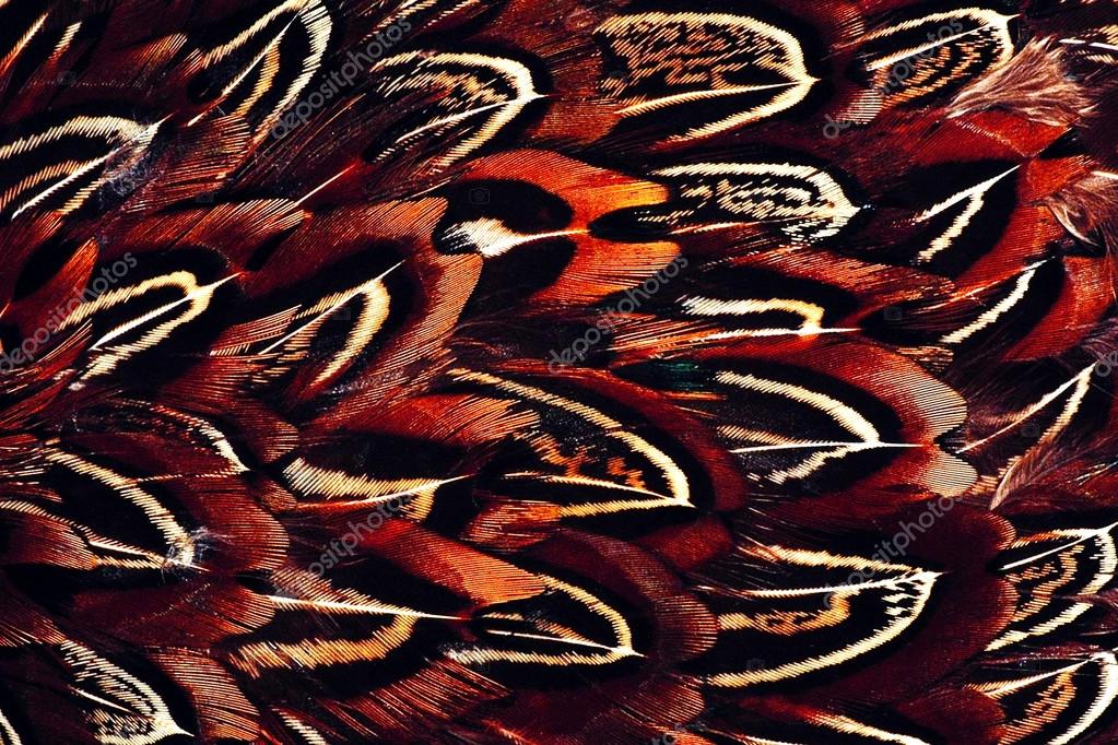 Bright brown feather group of some bird Stock Photo by ©Balkonsky 43945417