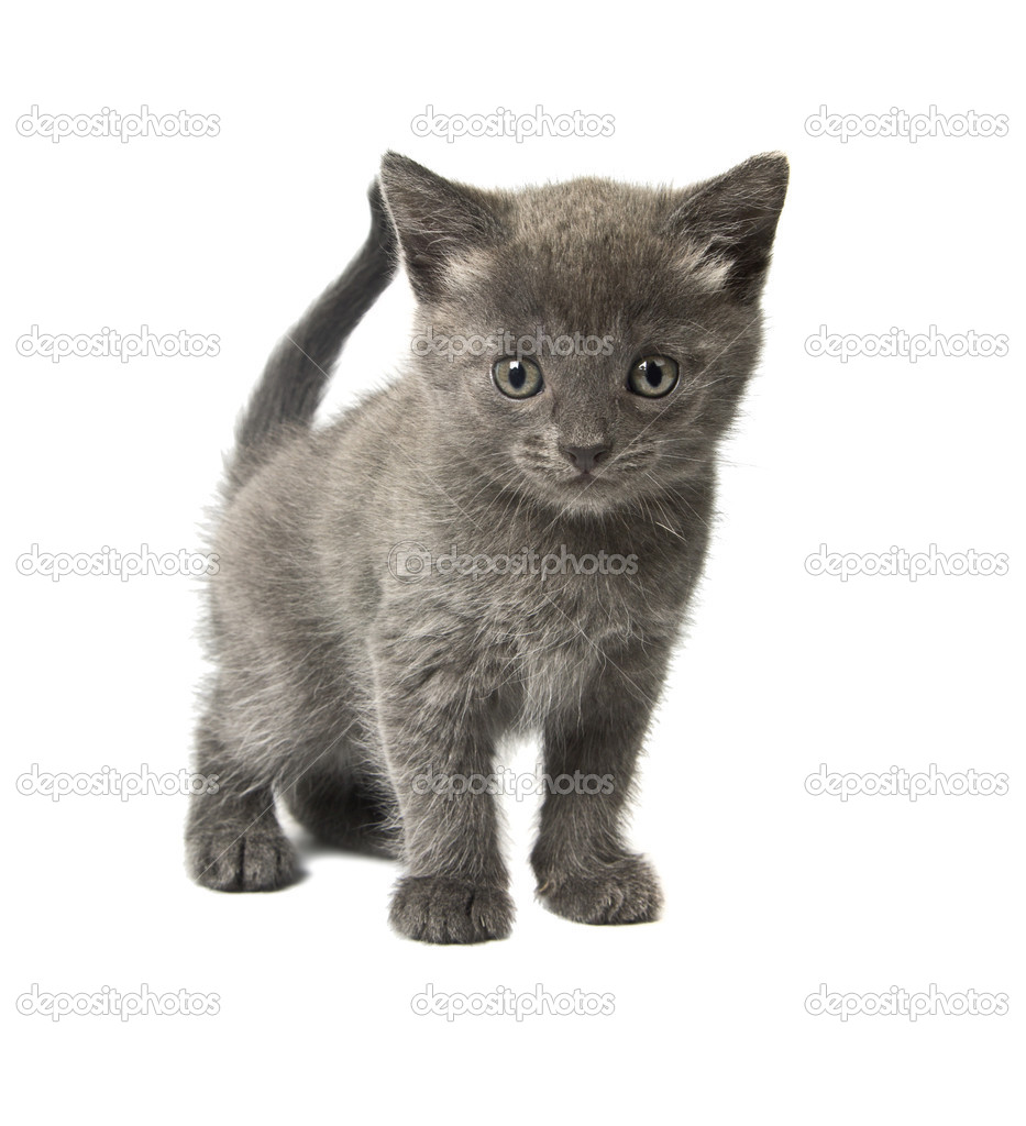 Little gray kitten Stock Photo by ©marinakhlybova 14073883