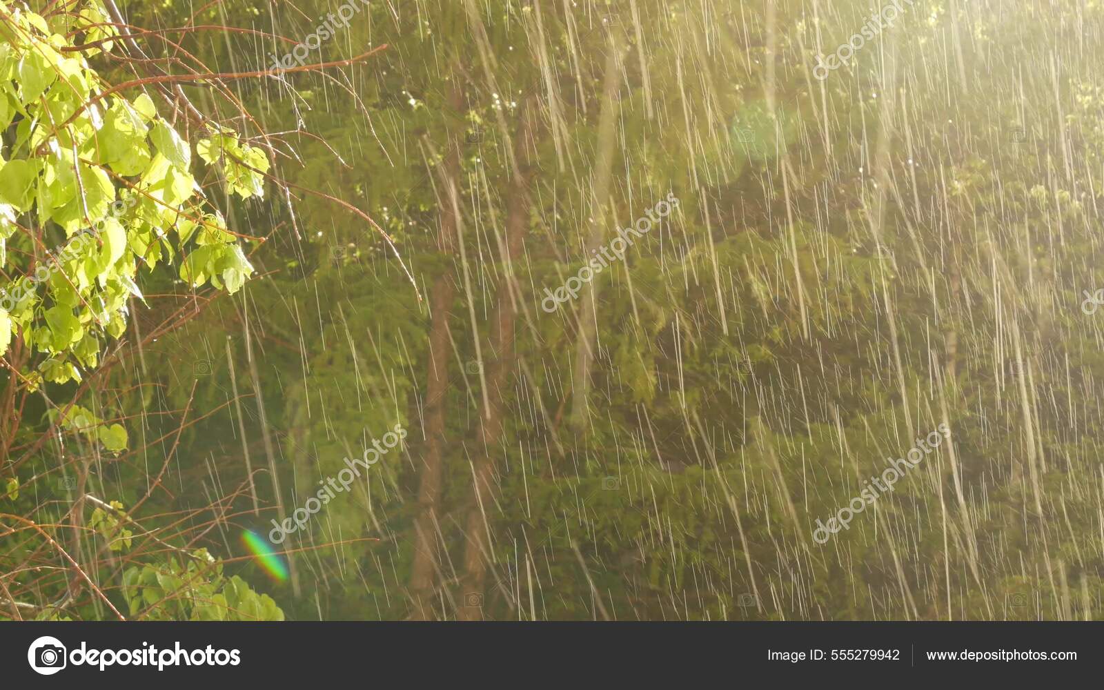 Rain drops, sunlight, sunshower in forest. Droplets on rainy sunny day ...