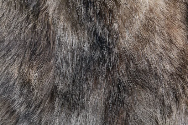 Wolf fur texture — Stock Photo © xload #22163523