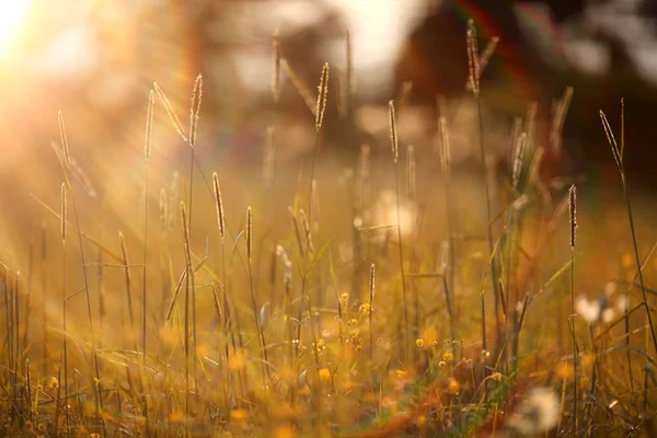 Golden light Stock Photos, Royalty Free Golden light Images | Depositphotos