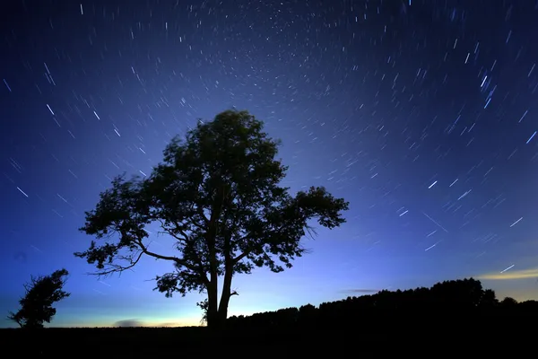 Night lonely tree - Stock Image - Everypixel