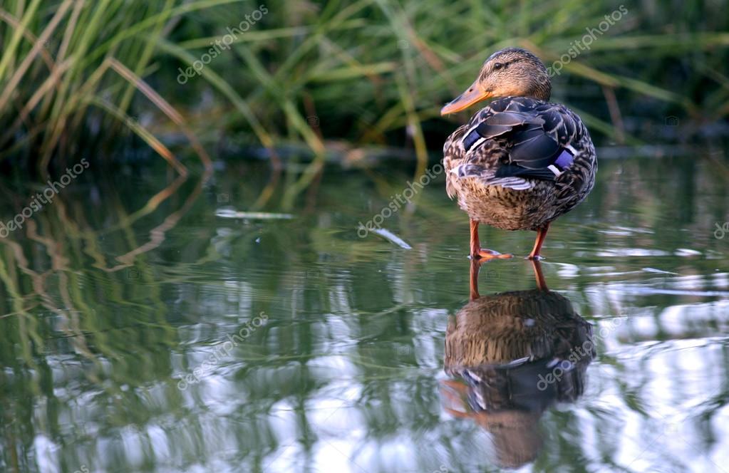 Duck standing in water — Stock Photo © xload #34903519