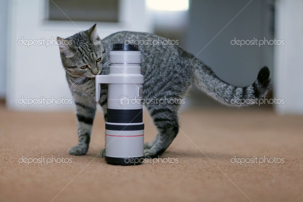 Cat and the camera lens — Stock Photo © xload #34913077