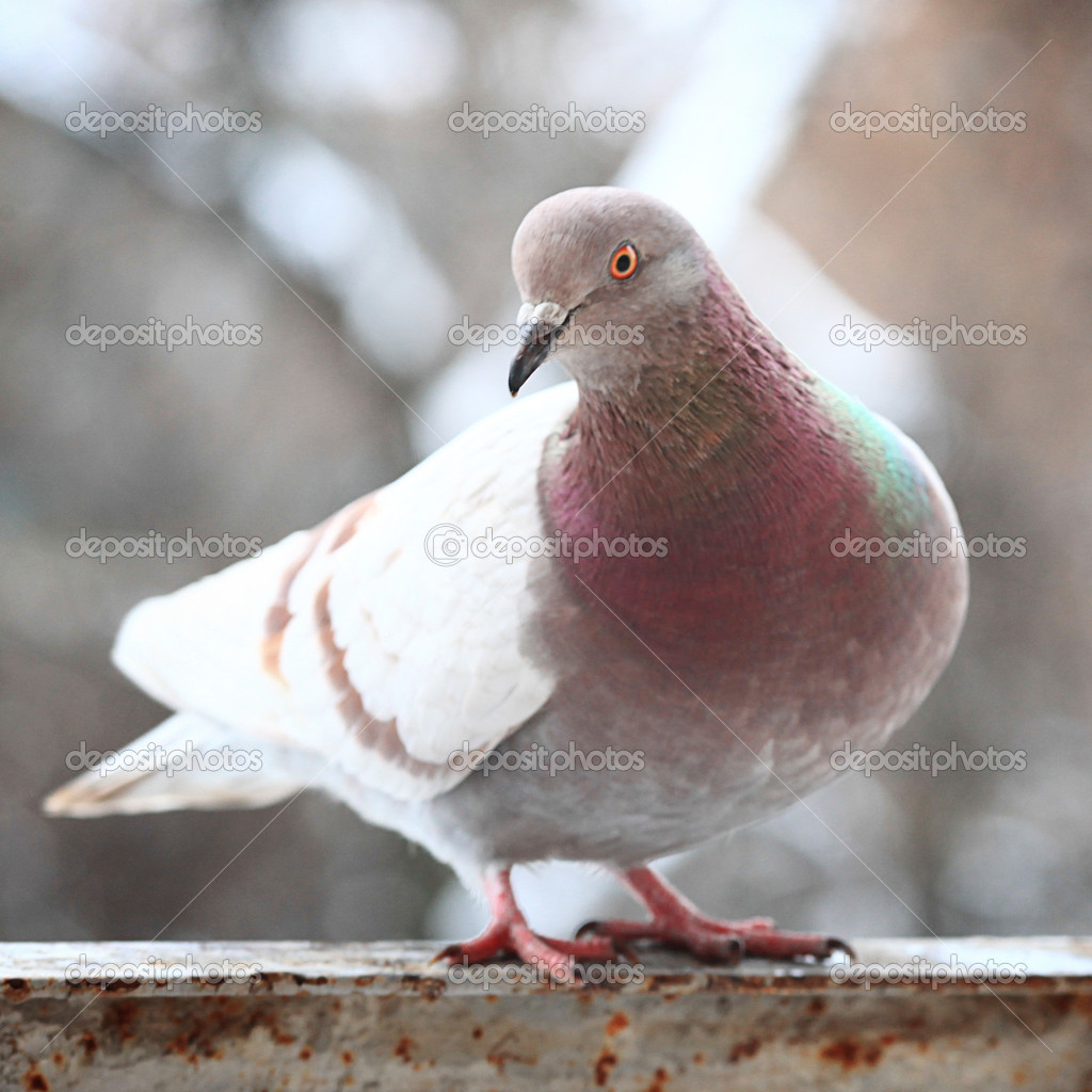 Pigeon Stock Photo by ©xload 41199839
