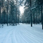 Magical winter forest — Stock Photo © xload #41199233
