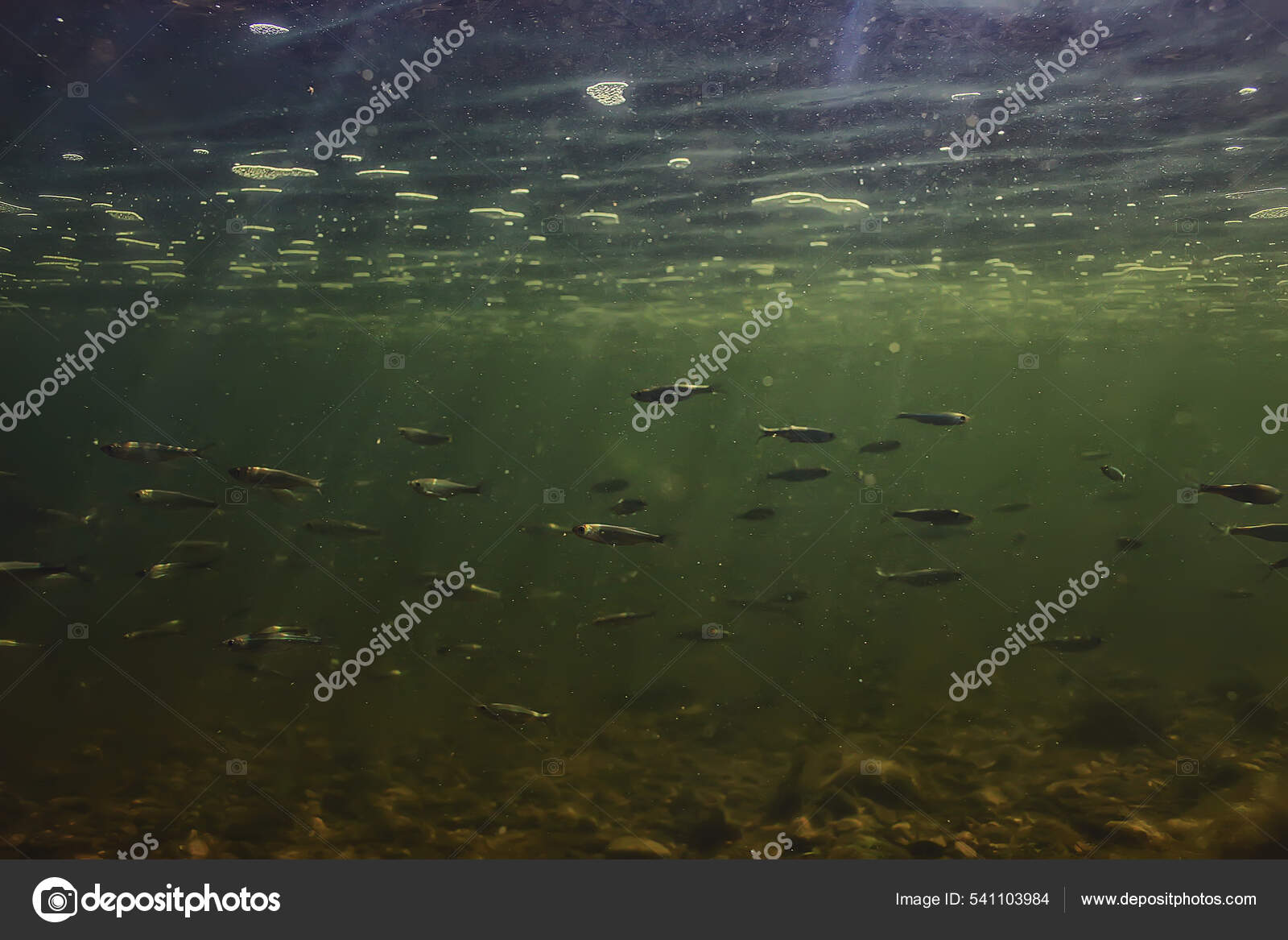 Flock Small Fish Underwater Freshwater Bleak Fish Anchovy Seascape ...