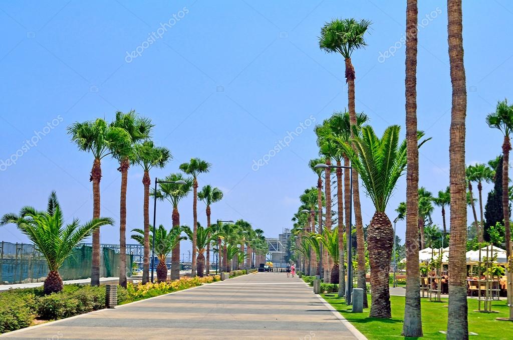 Palm tree fringed pedestrian promenade Stock Photo by ©corvalola 37693815