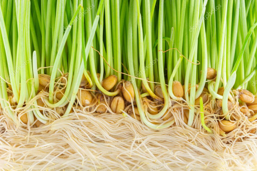 Superfood de granos de trigo germinados. Brotó el primer plano de la ...