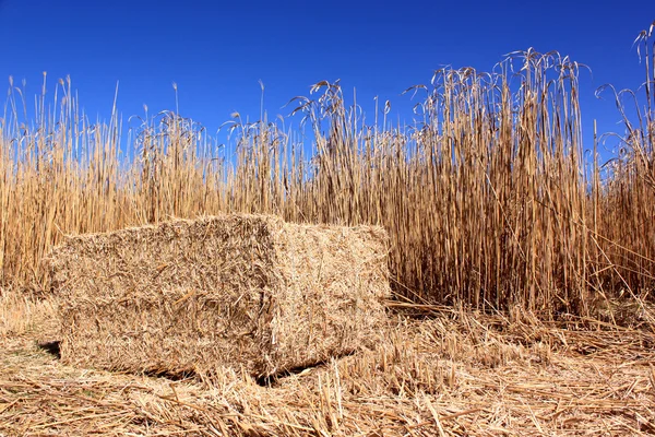 Harvesting reeds Stock Photos, Royalty Free Harvesting reeds Images ...