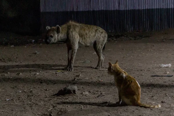 Different Animals Working Together