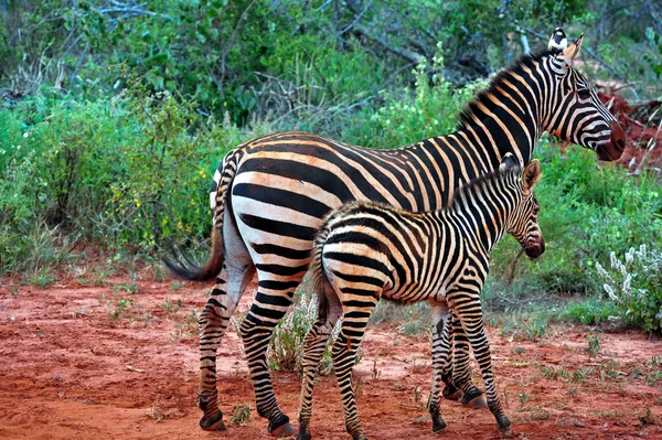 Fauna equina africana Stock Photos, Royalty Free Fauna equina africana ...