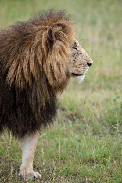 Lion - Stock Image - Everypixel