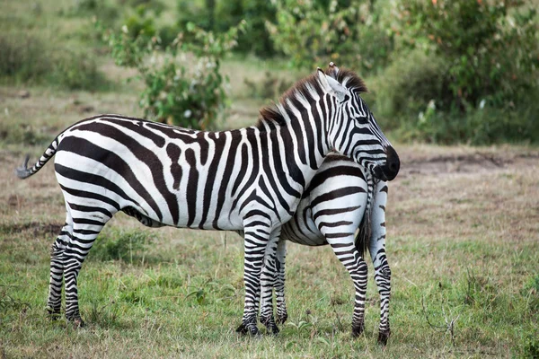 Depositphotos safari animals Stock Photos, Royalty Free Depositphotos ...