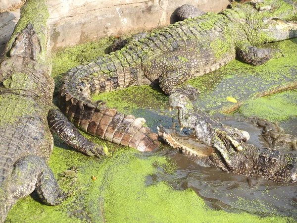 Crocodile habitat Stock Photos, Royalty Free Crocodile habitat Images ...