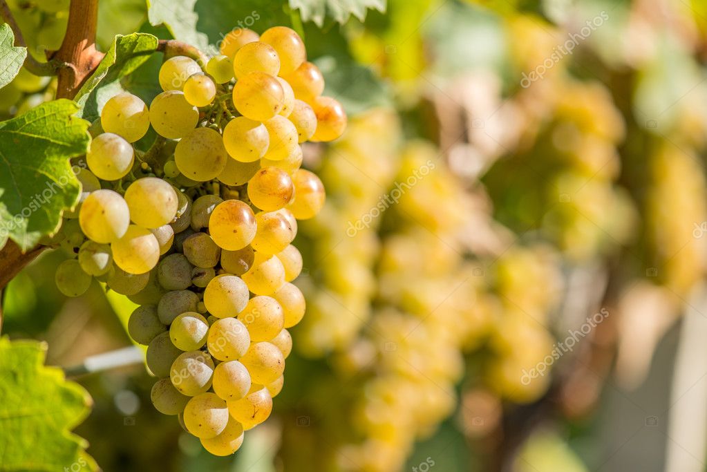 Gold Grapes