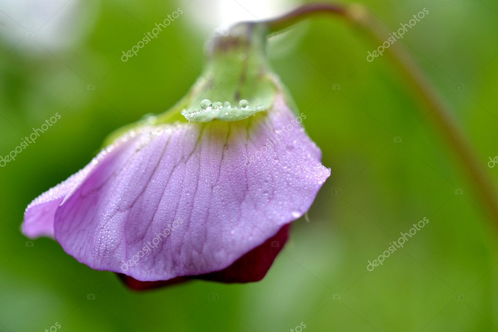 Capuchin in the organic vegetable garden. Stock Photo by ©Dutchlight ...