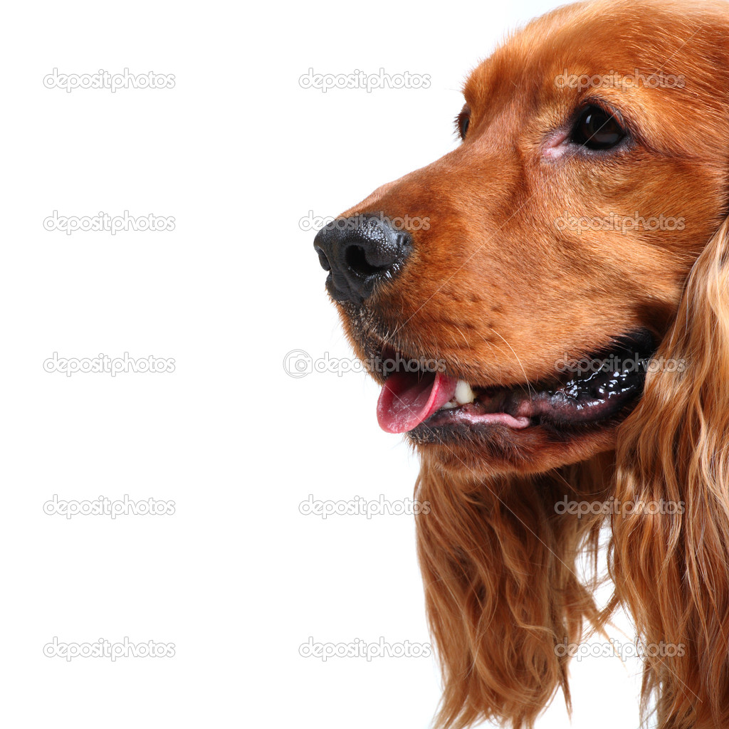 English cocker spaniel Stock Photo by ©hannamonika 13452562