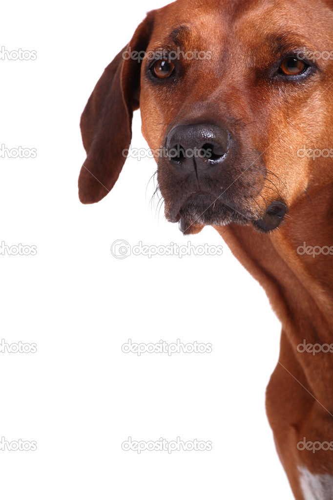 Rhodesian ridgeback Stock Photo by ©hannamonika 13452570