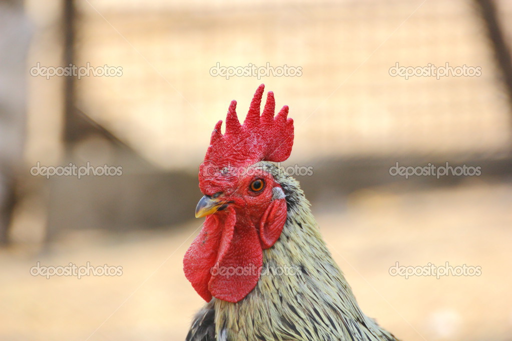 Colorful rooster Stock Photo by ©taviphoto 12837198