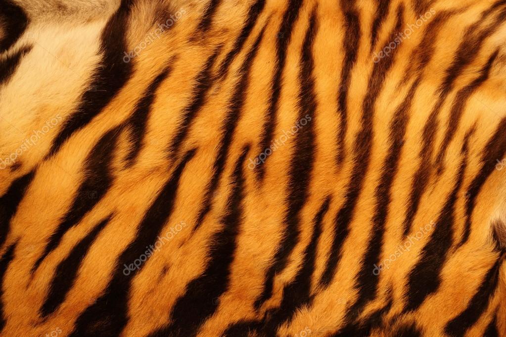 Textured tiger fur Stock Photo by ©taviphoto 16282341
