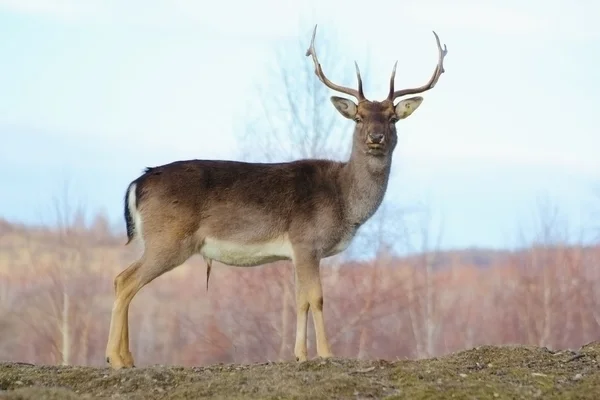 Outdoor portrait of fallow deer buck Stock Photo by ©taviphoto 97768082