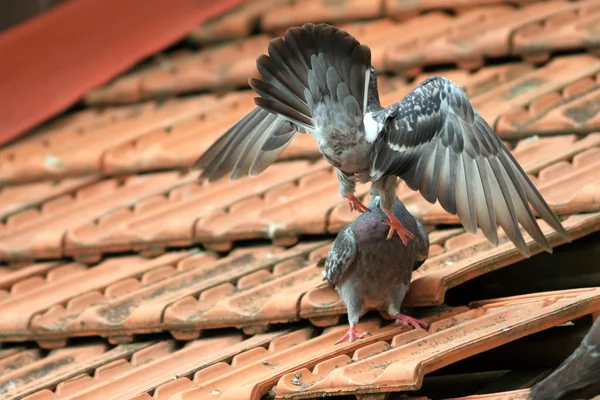 Pigeon on roof Stock Photos, Royalty Free Pigeon on roof Images ...