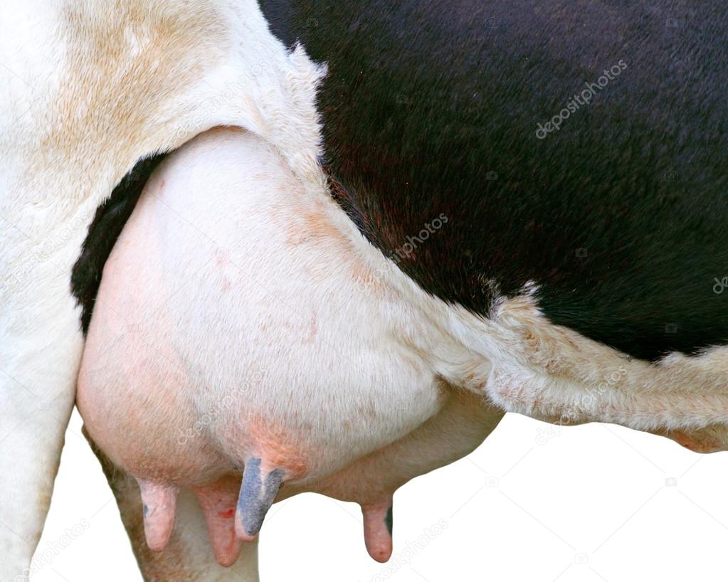 Ubre grande llena de leche: fotografía de stock © taviphoto #31010169 | Depositphotos