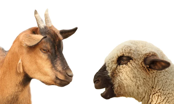 103 Animals arguing Stock Photos, Animals arguing Images | Depositphotos®