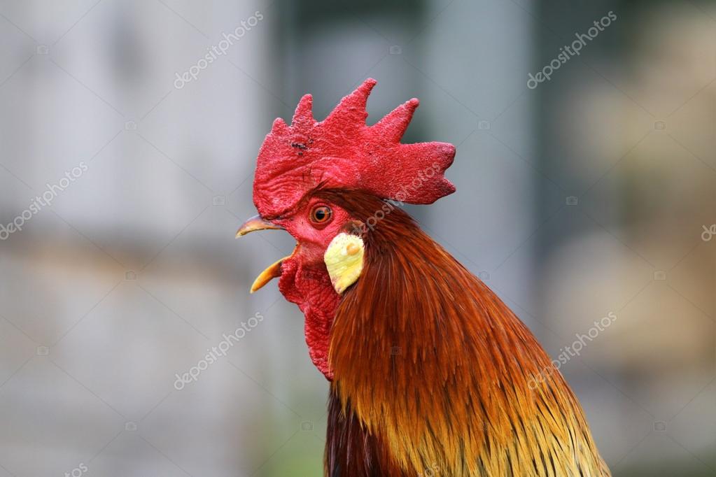 Portrait of rooster singing Stock Photo by ©taviphoto 38956655