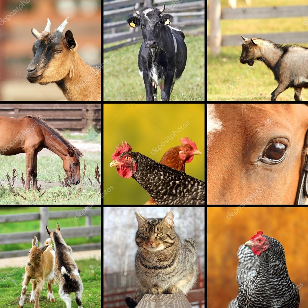 Collage made with farm animals images — Stock Photo © taviphoto #40060065