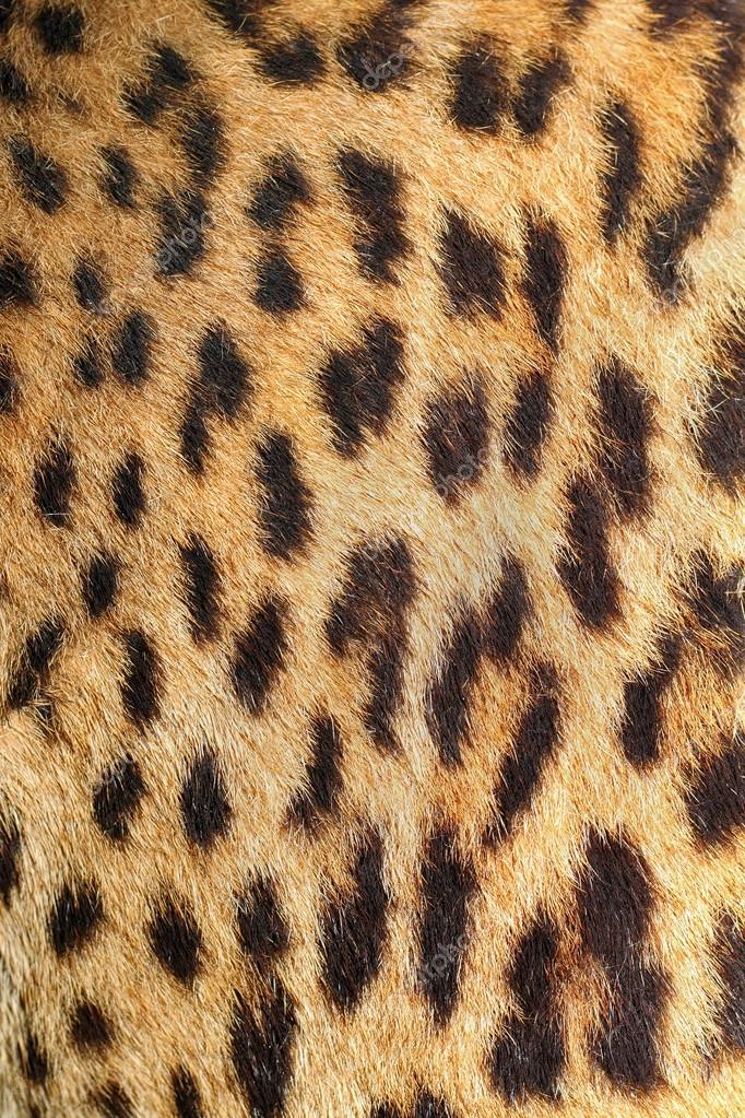 Leopard colorful fur real texture — Stock Photo © taviphoto #40497661