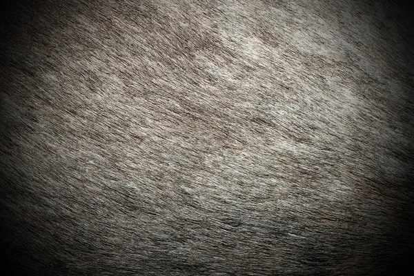 Pelt Stock Photos, Royalty Free Pelt Images | Depositphotos